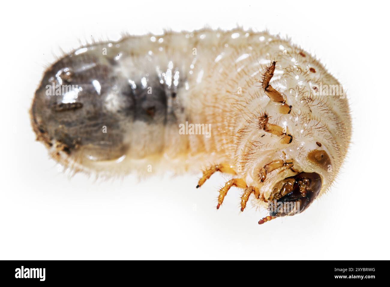 Engerling hi-res stock photography and images - Alamy