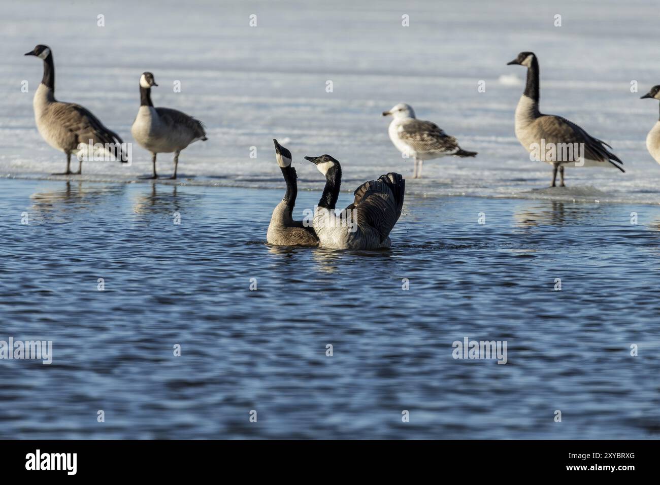 Natural scene from Wisconsin Stock Photo - Alamy