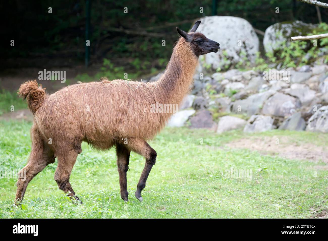 Lama in the run in a clearing Stock Photo - Alamy