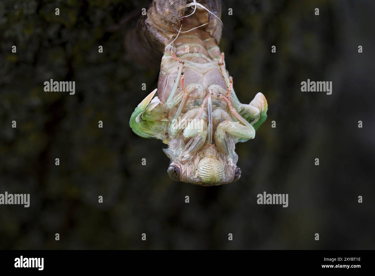 The dog-day cicada (Neotibicen canicularis) . The final stage of the ...