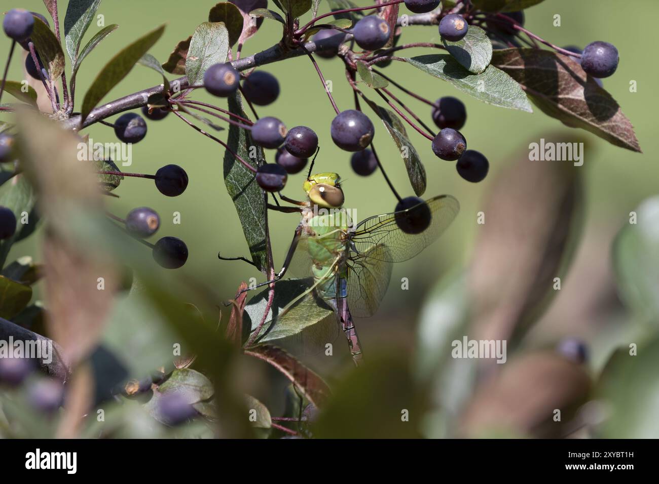 Nature scene from Wisconsin botanical garden Stock Photo - Alamy