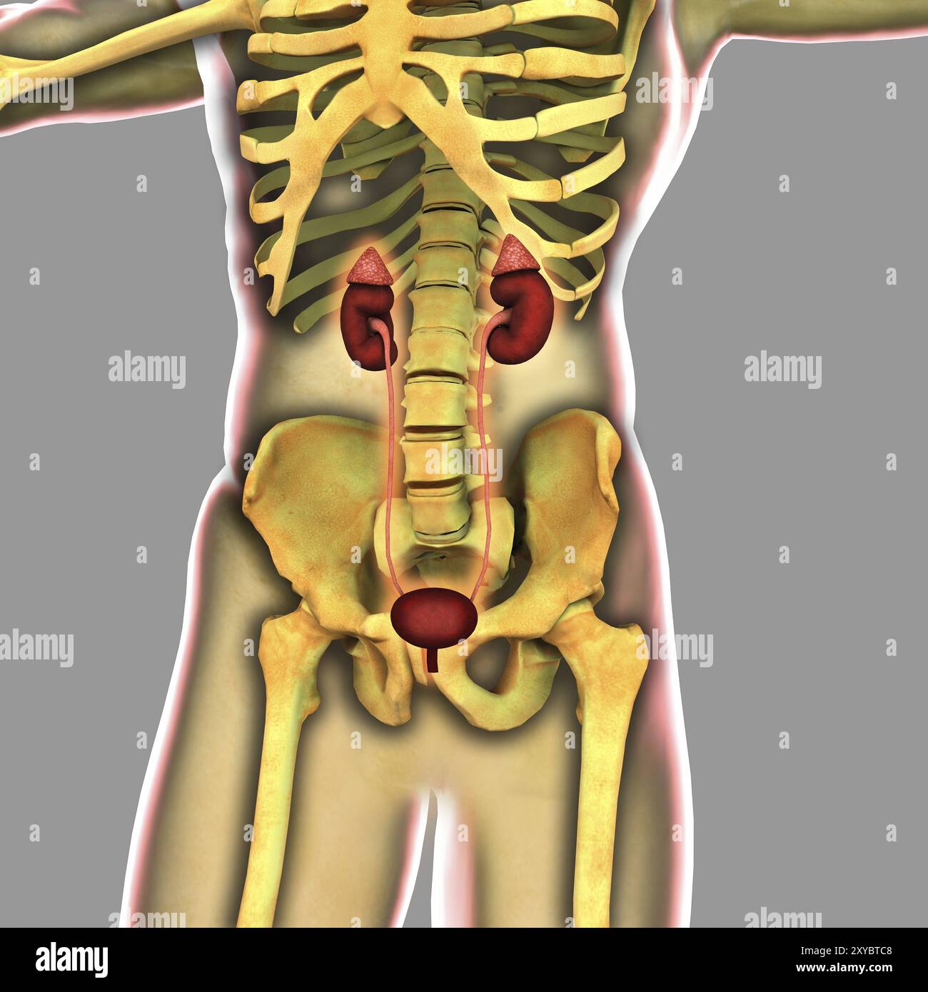 Human groin hi-res stock photography and images - Alamy