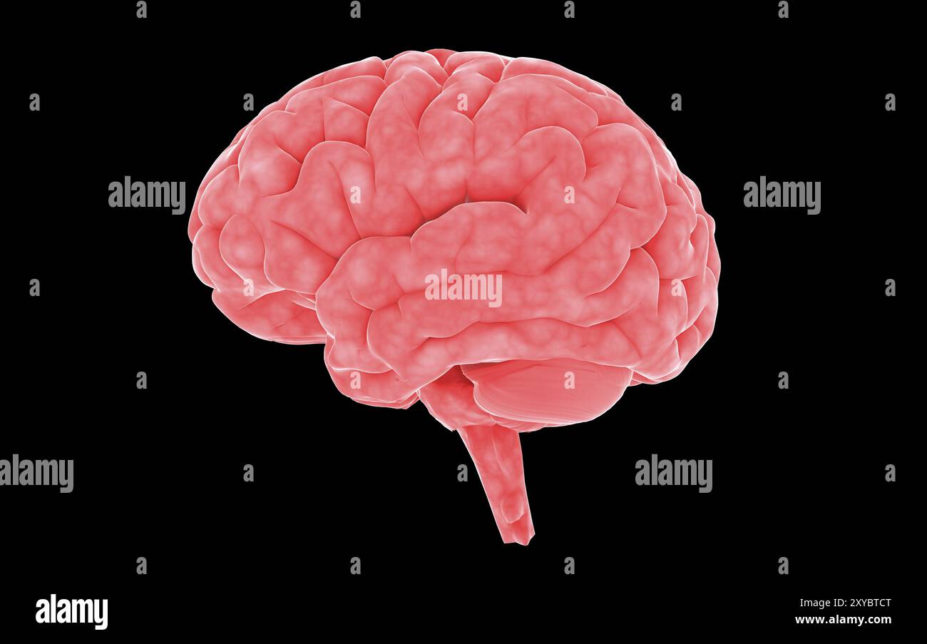 Full body human systems hi-res stock photography and images - Alamy