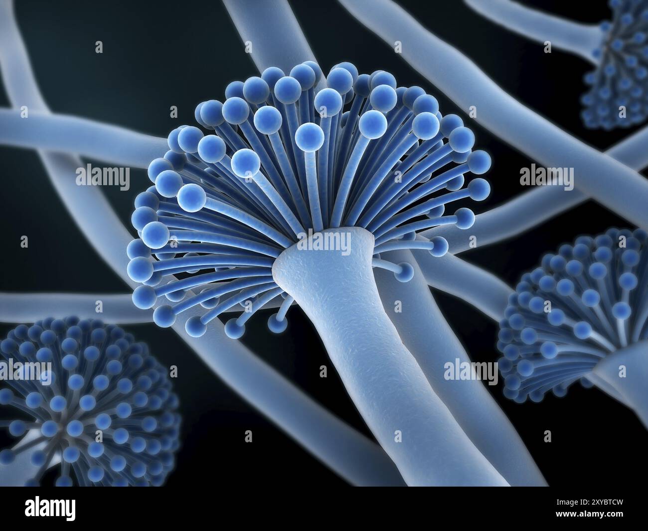 Aspergillosis hi-res stock photography and images - Alamy