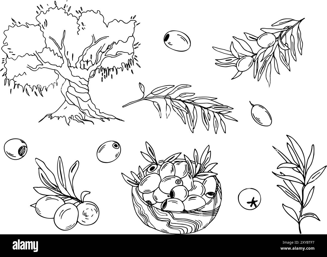 Olive set. Branches, isolated fruits and olives in a wooden bowl, olive ...