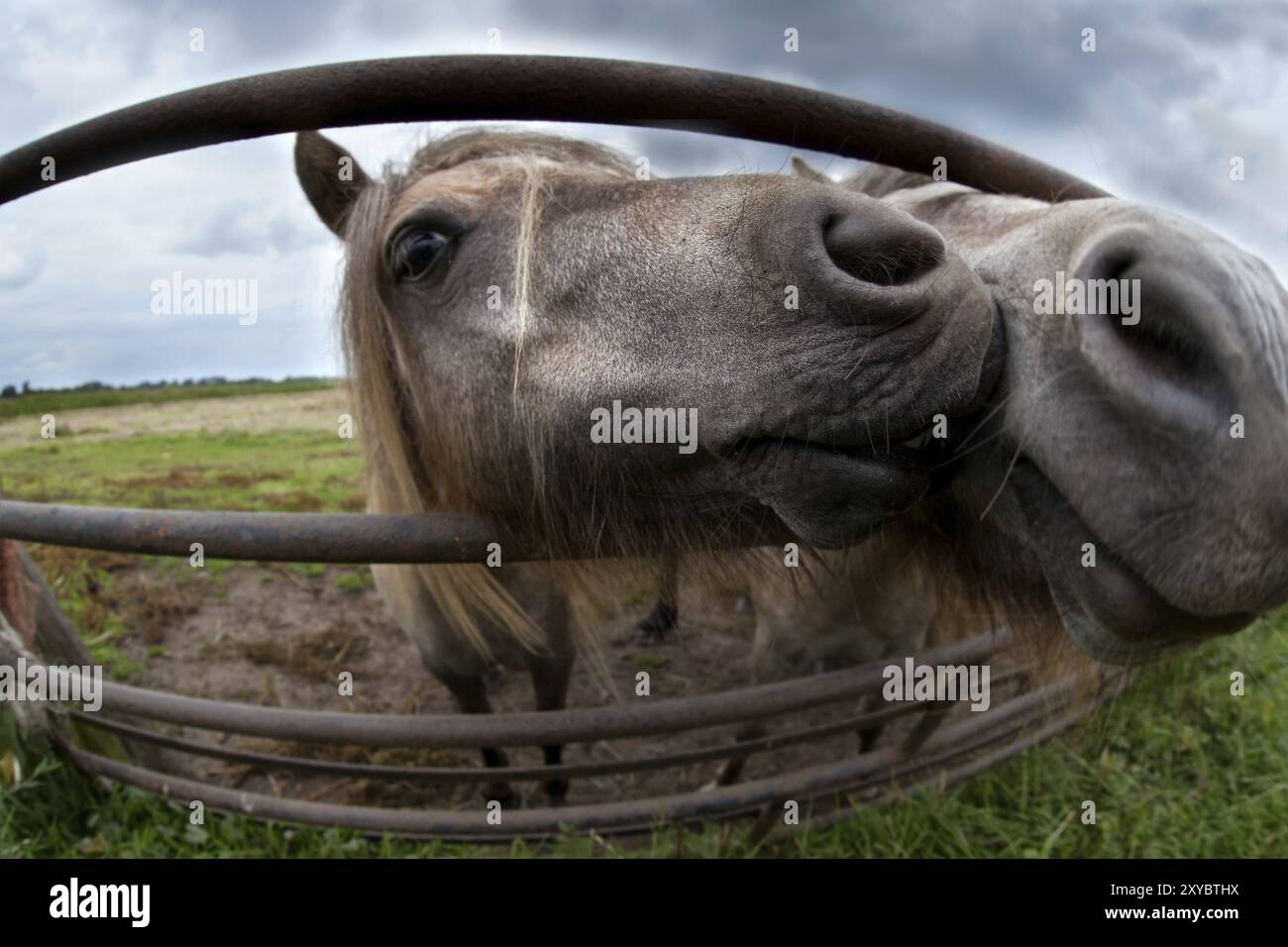 Kissing ponies hi-res stock photography and images - Alamy
