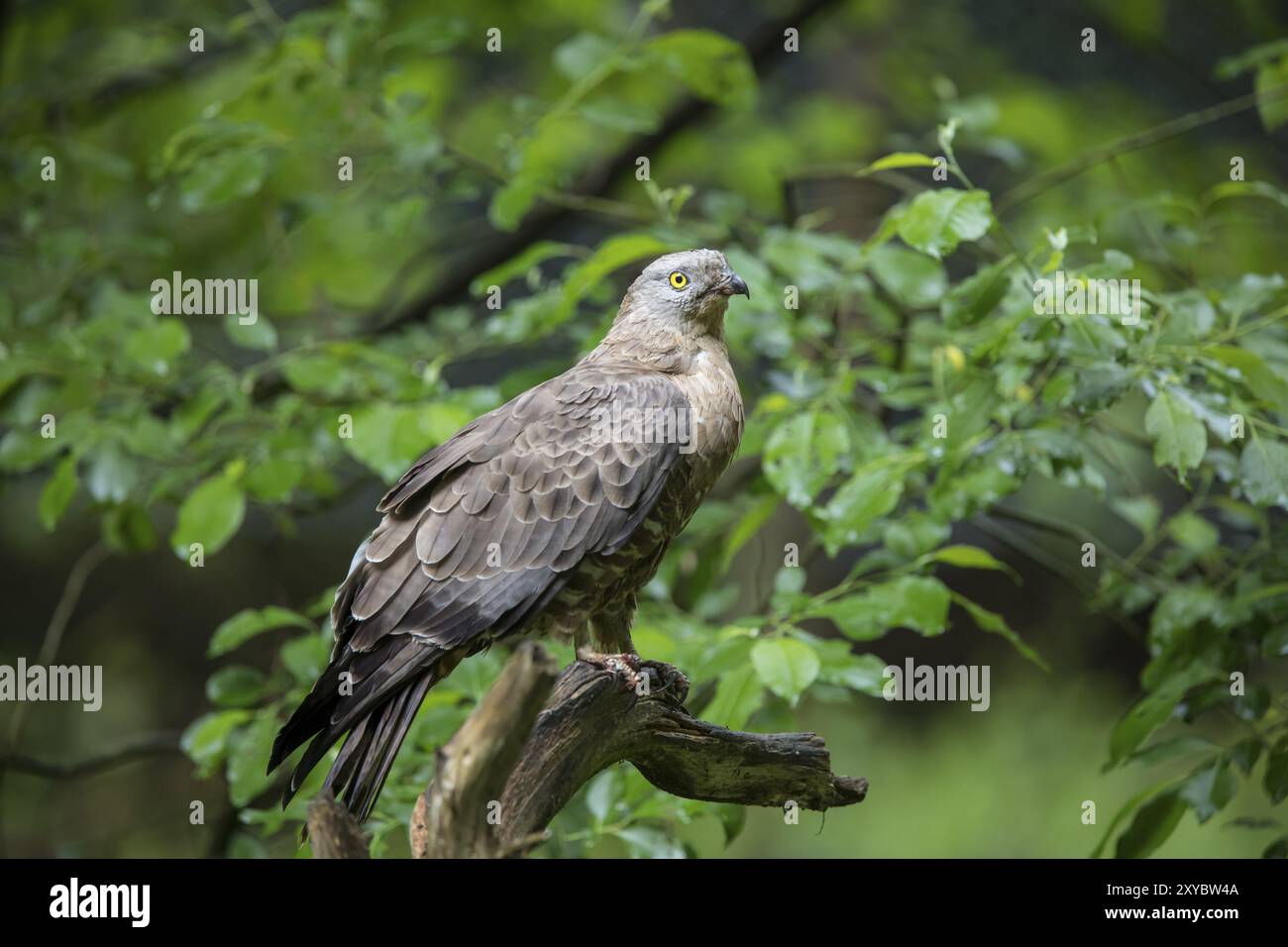 Honey buzzard, male, European honey buzzard, male, Pernis apivorus ...
