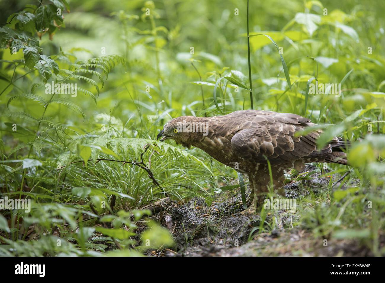 Honey buzzard, female, European honey buzzard, female, Pernis apivorus ...