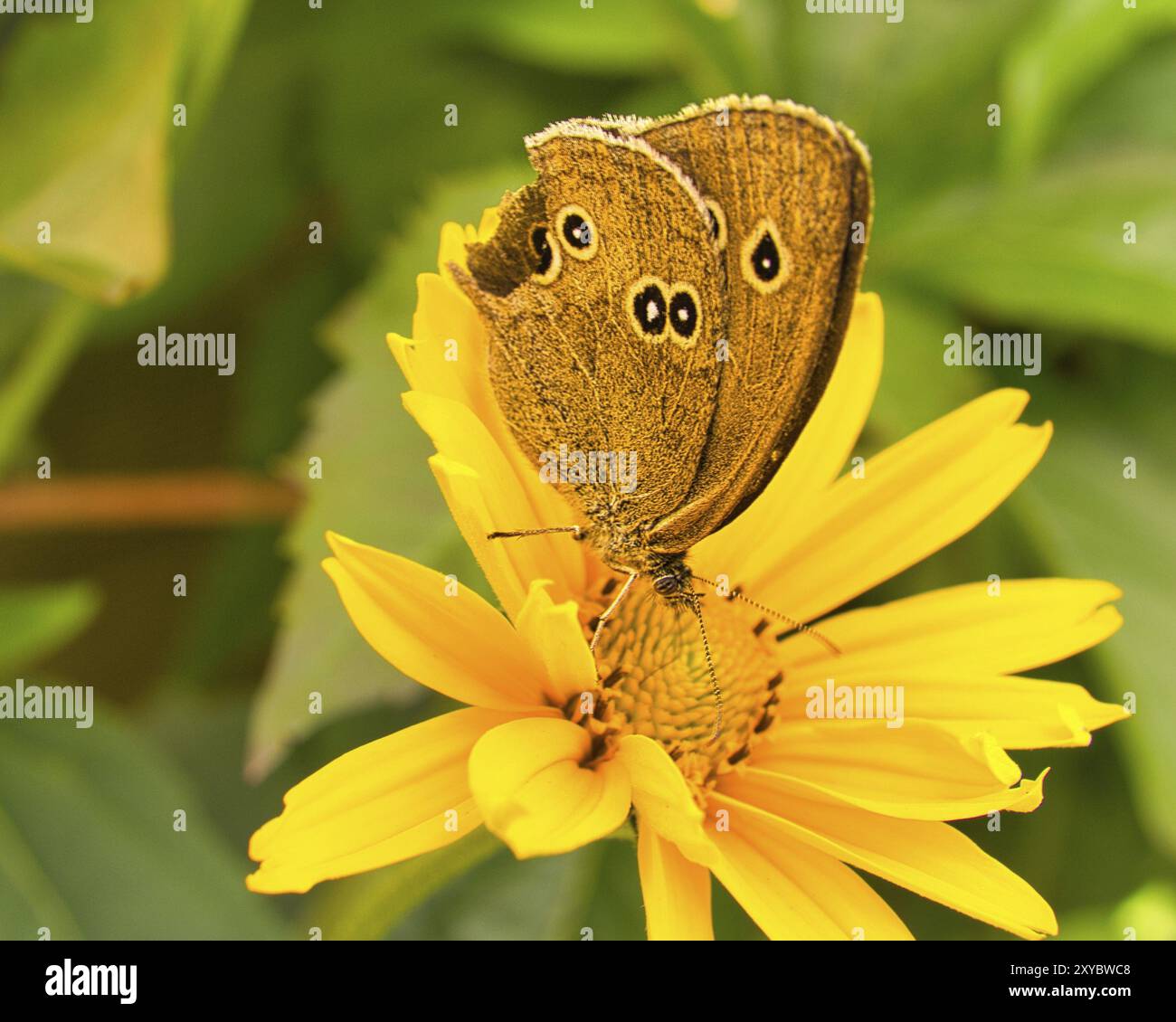 Family of the noble butterflies hi-res stock photography and images - Alamy