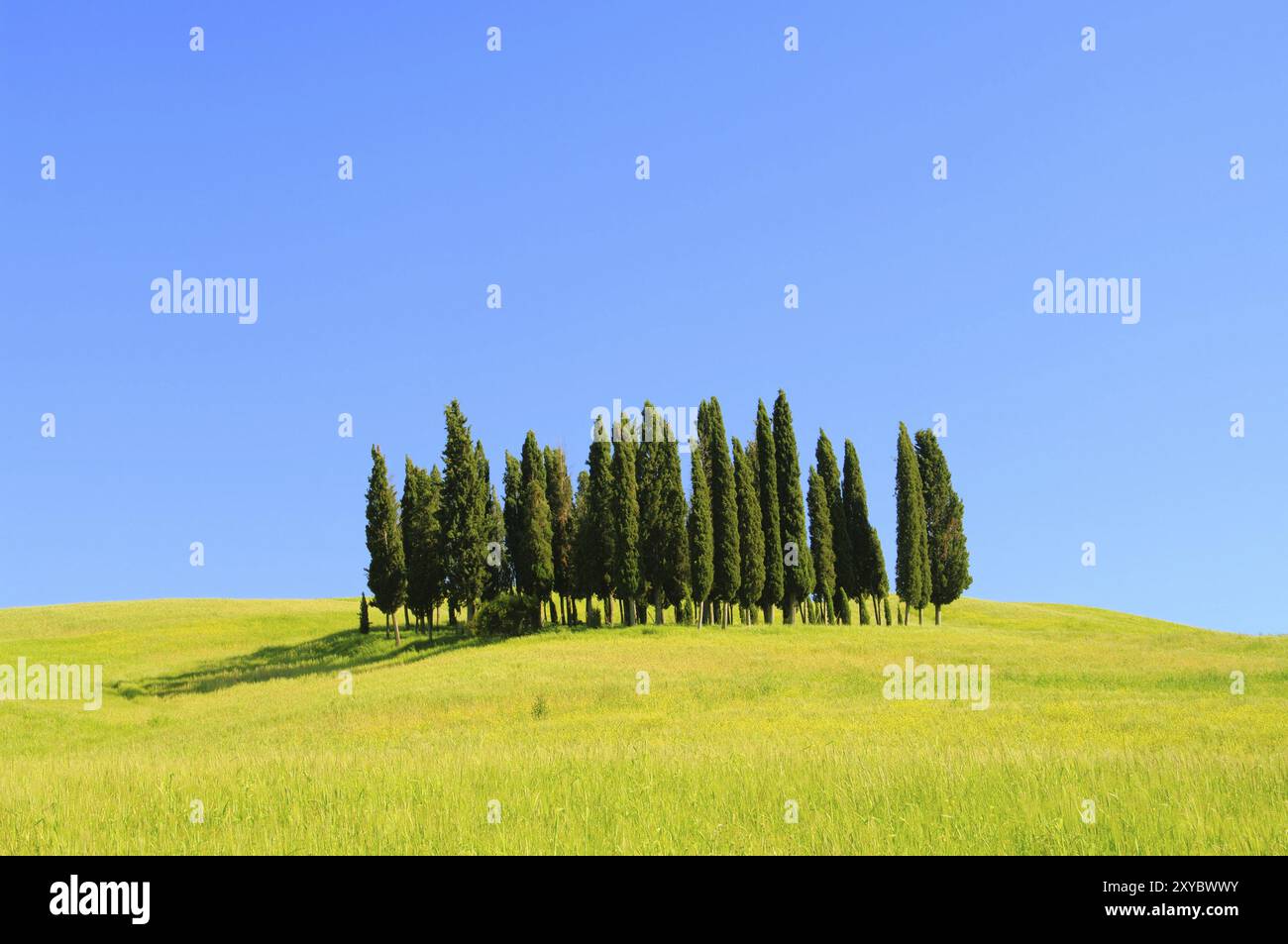 Tuscany forest hi-res stock photography and images - Alamy