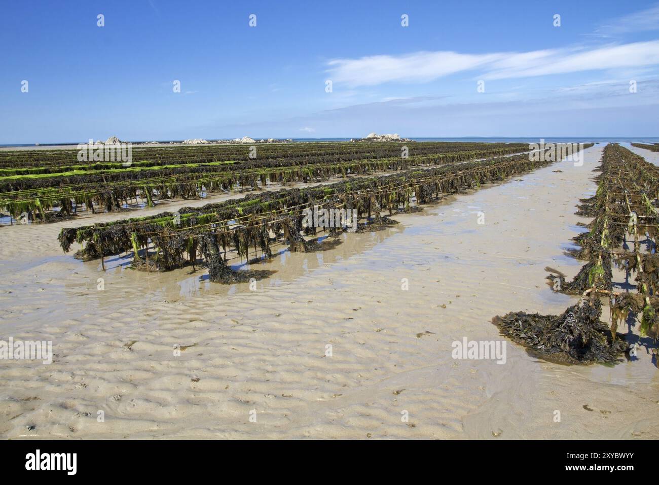 Oyster farm on the Channel Island of Jersey Stock Photo - Alamy