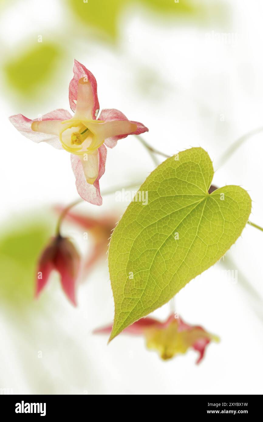 Open flower hearts hi-res stock photography and images - Alamy