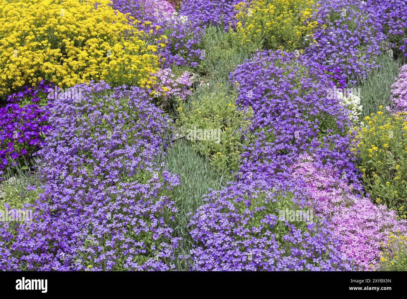 Colourful ground cover hi-res stock photography and images - Alamy