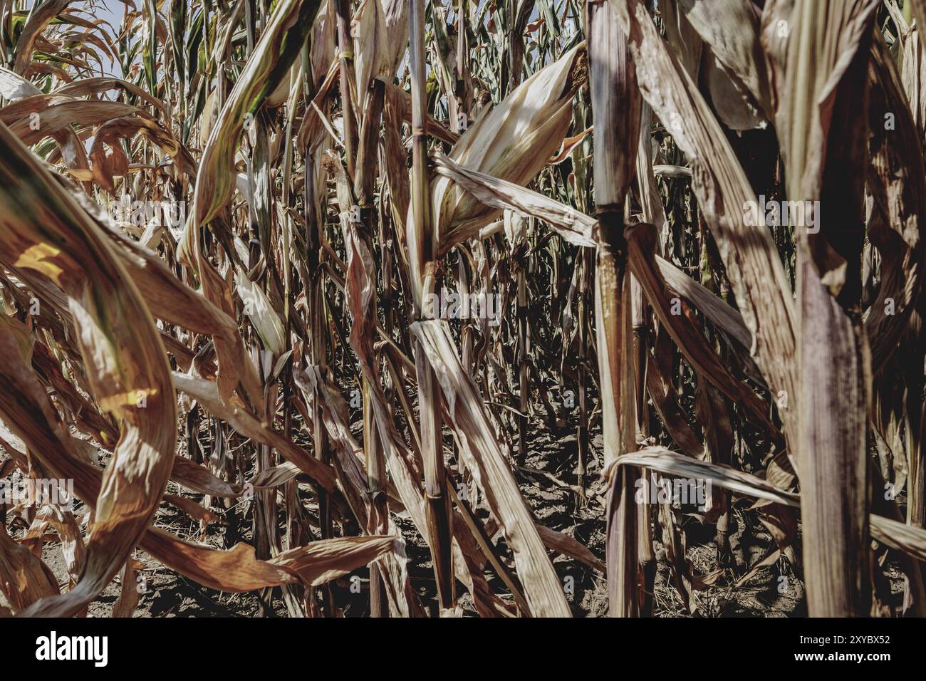 Vertrockneter Mais, aufgenommen in Bad Duerrenberg, 28.08.2024. Bad ...