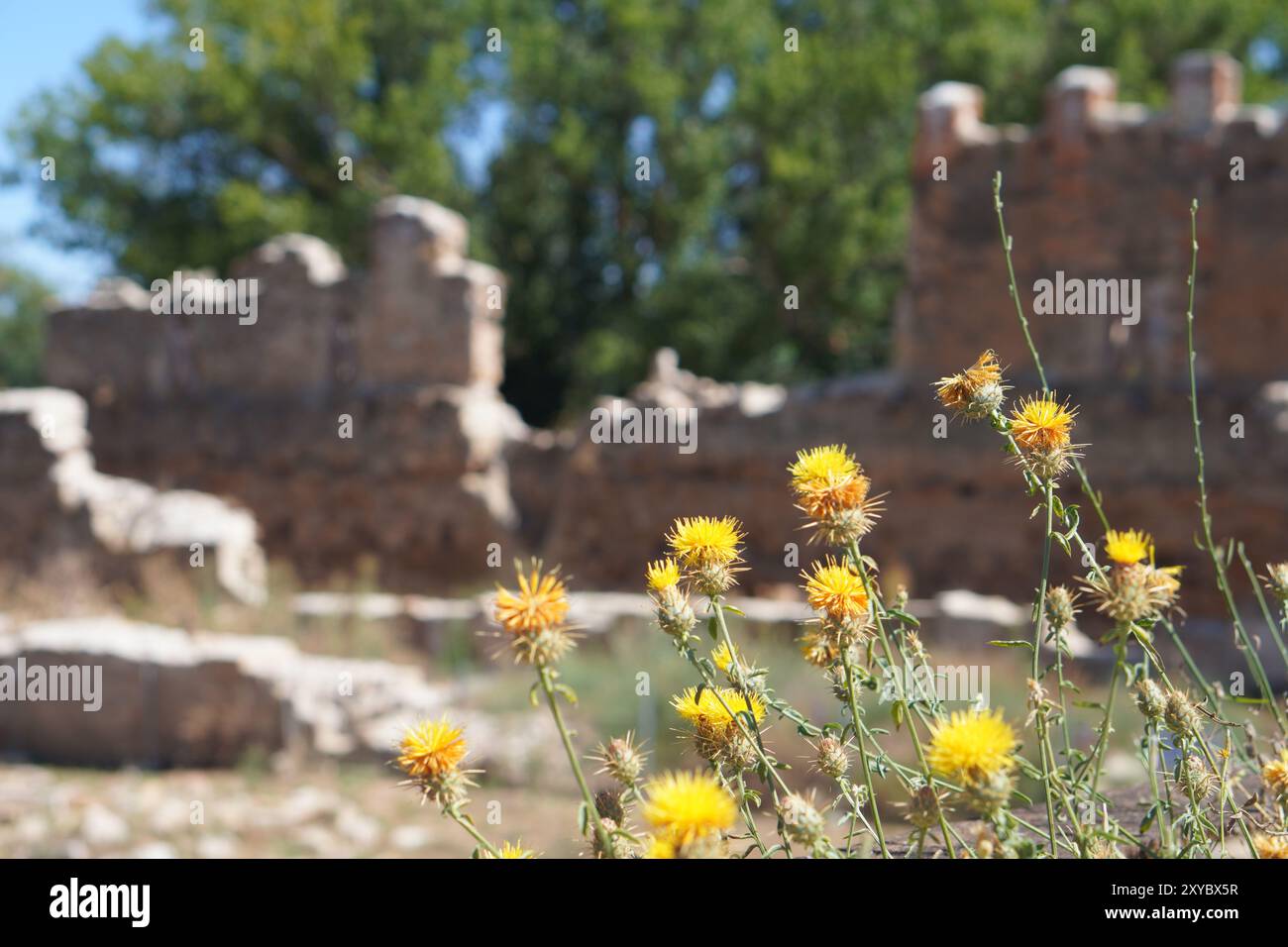 medieval building in ruins being invaded by nature. abandonment and ...