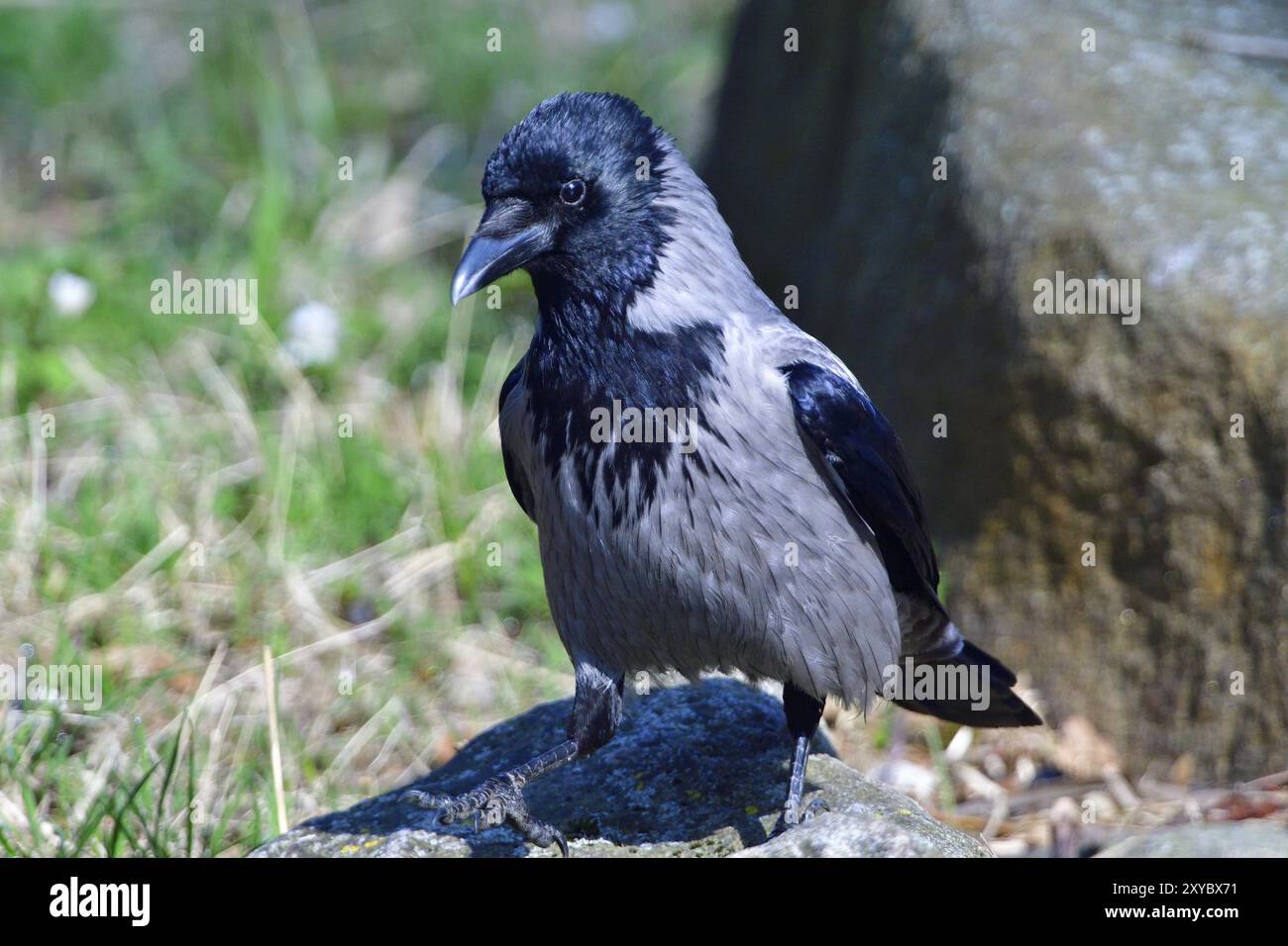 Carrion crow during mating. Carrion crow looking for food Stock Photo ...