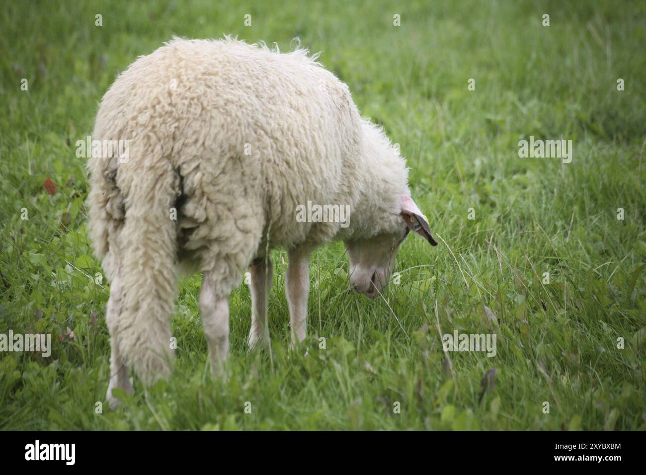 Extremely thick hi-res stock photography and images - Alamy