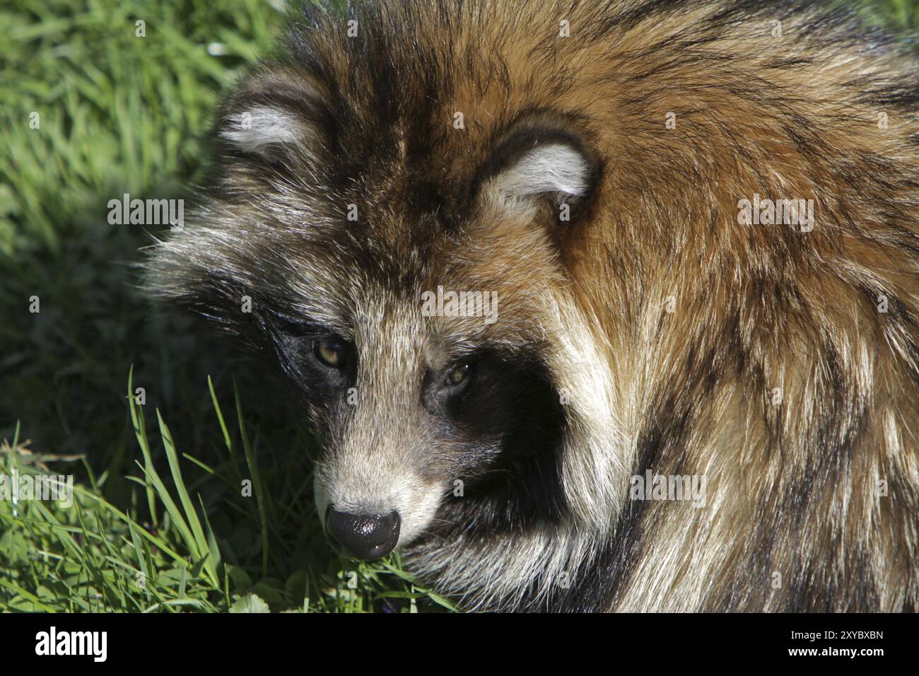 Tanuki animals hi-res stock photography and images - Alamy