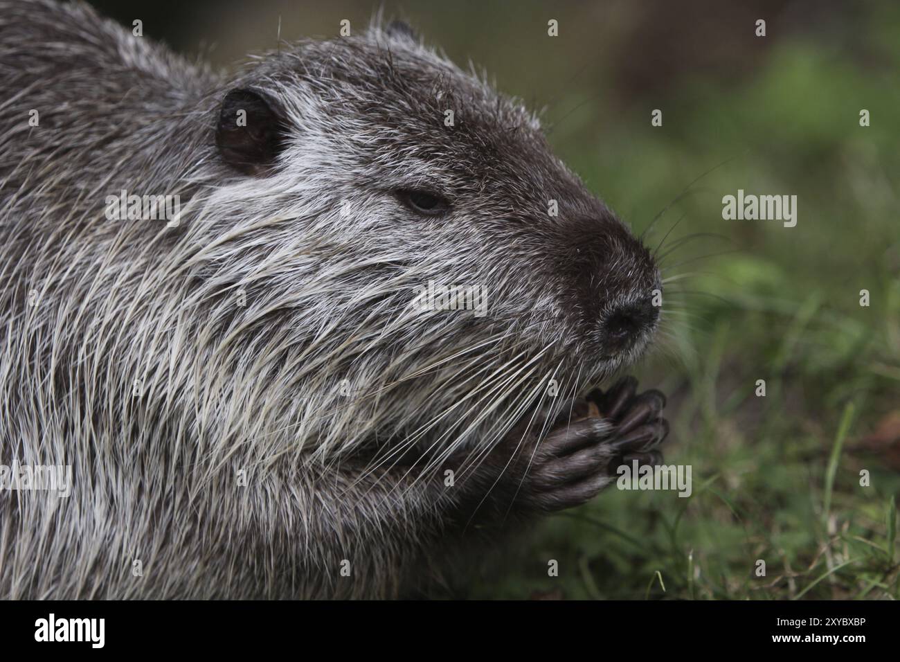 Nutrias habitat hi-res stock photography and images - Alamy