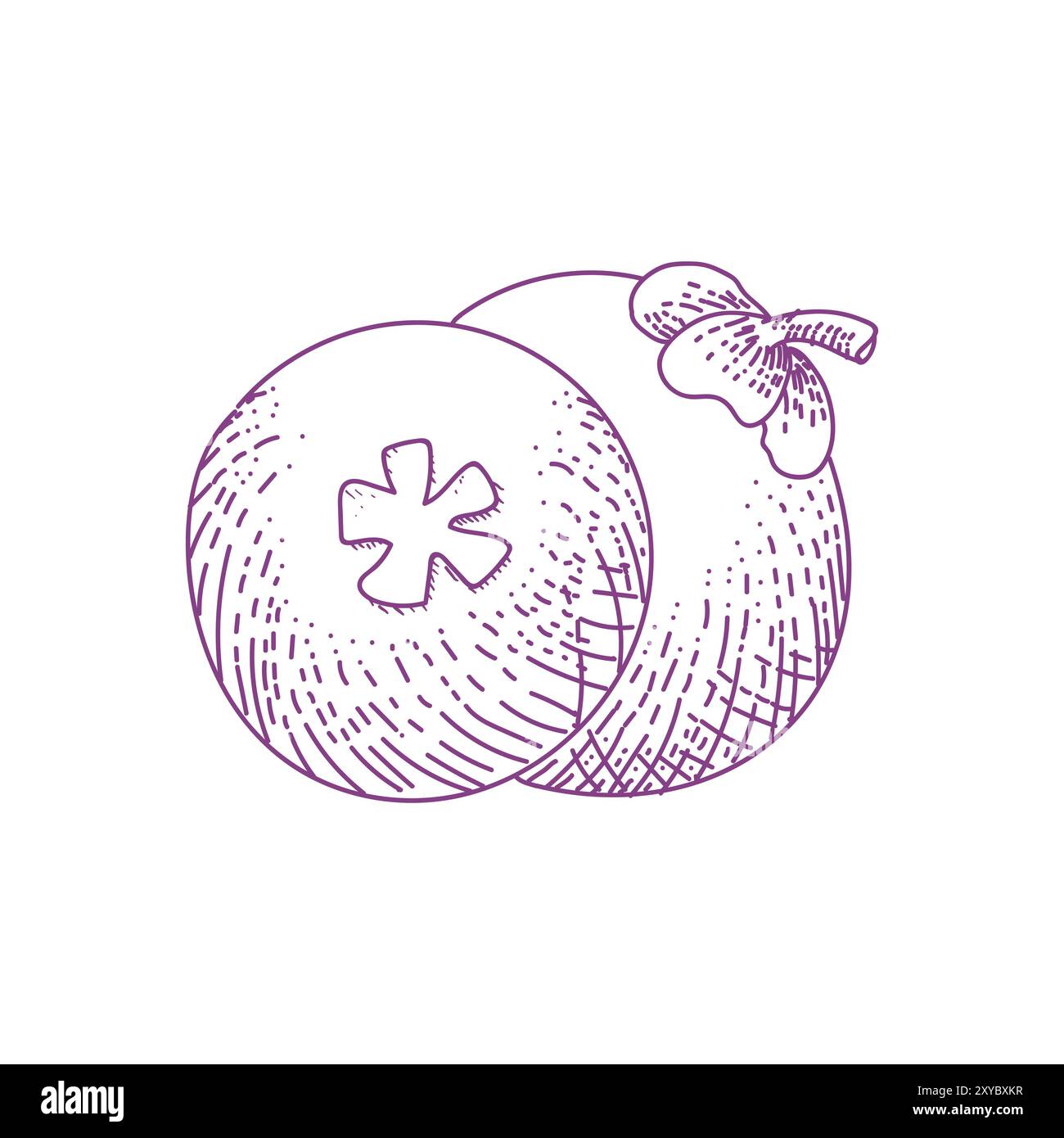 Mangosteen Horizontal Cut Drawing