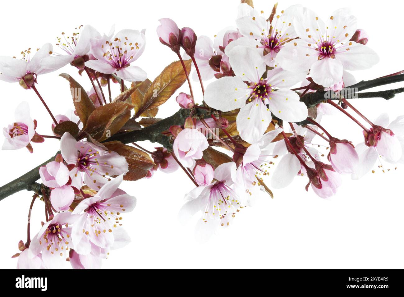 Blossoms of a purple-leaf plum (Prunus cerasifera Nigra Stock Photo - Alamy