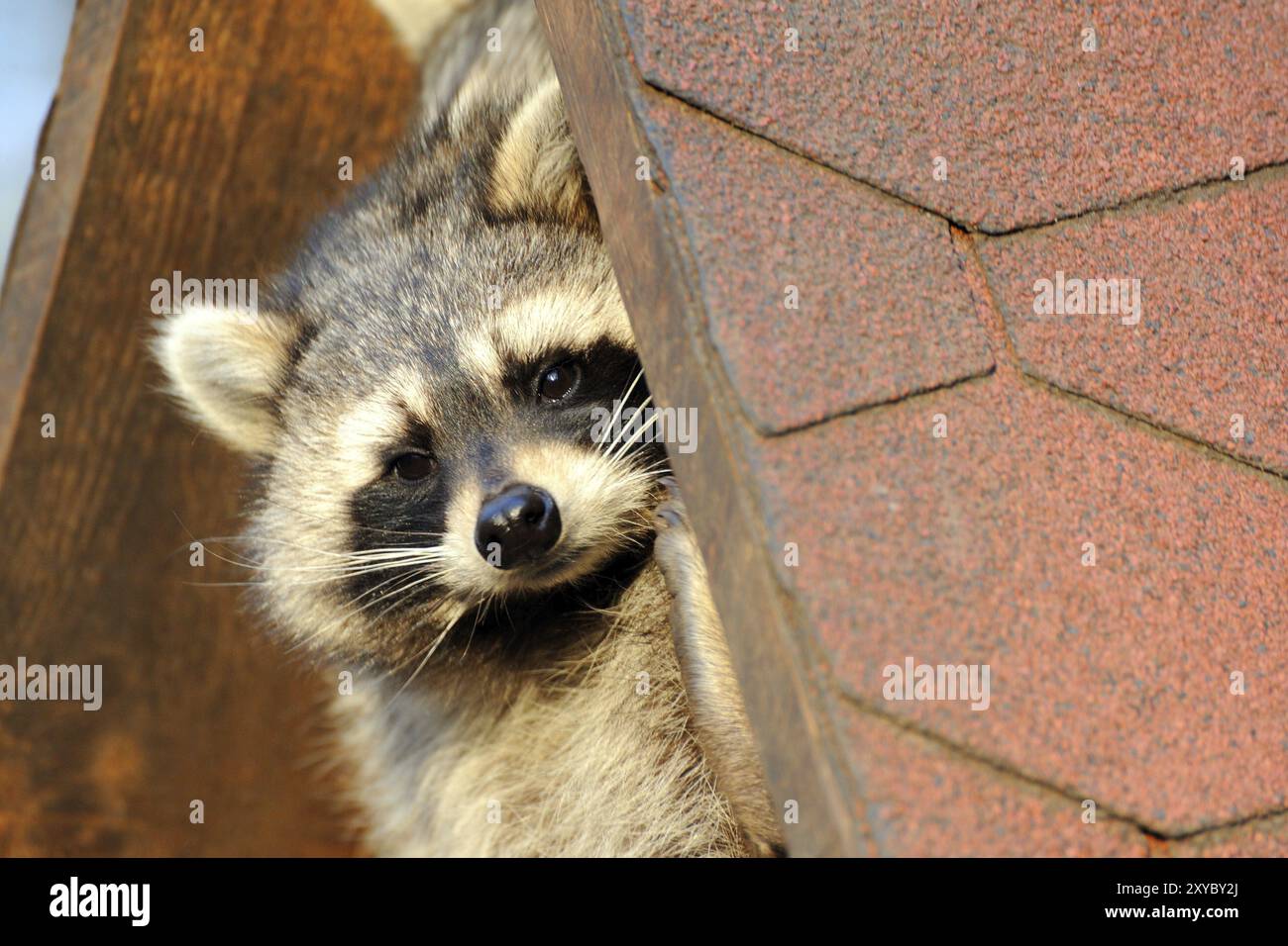 Raccoons looking out from under one roof Stock Photo - Alamy
