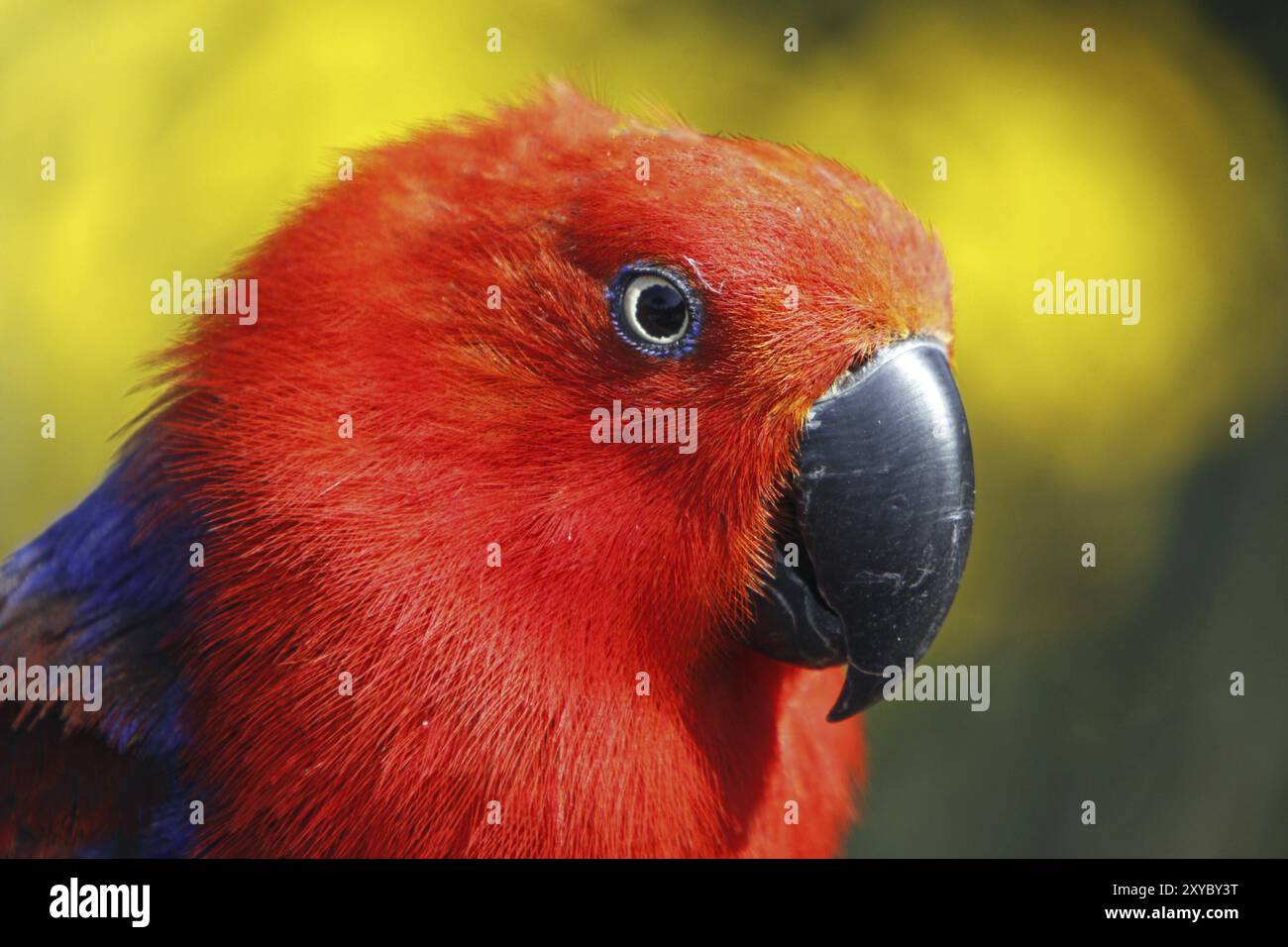 Noble parrots hi-res stock photography and images - Alamy