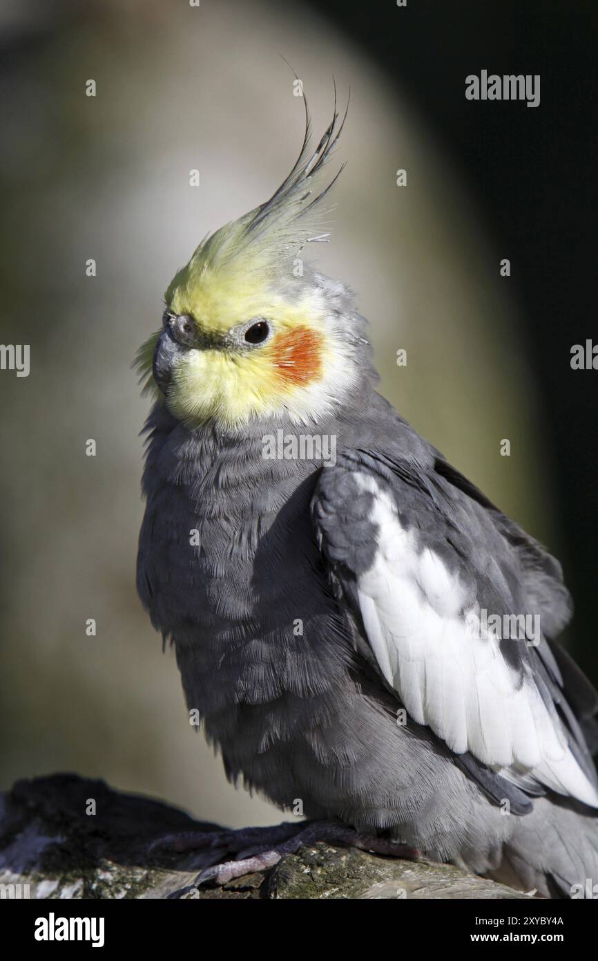 Grey cockatiel hi-res stock photography and images - Alamy