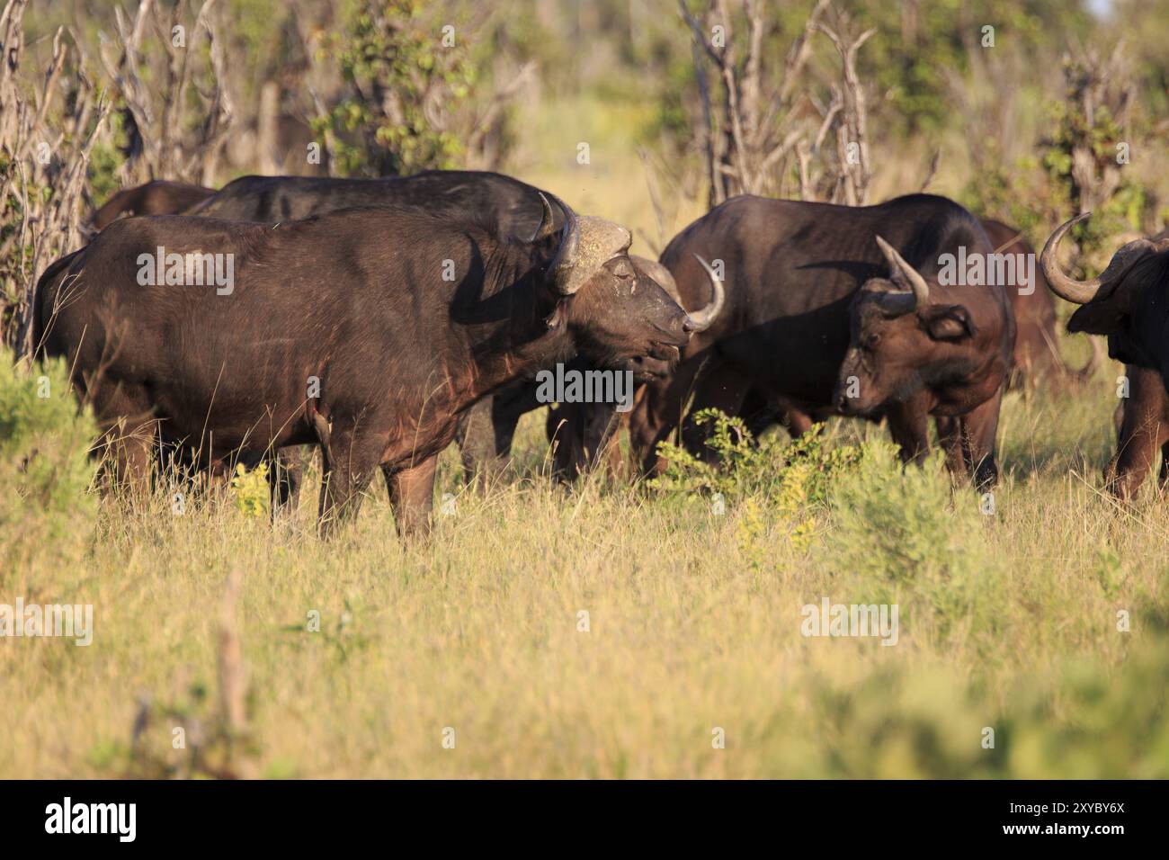 Flock water buffalo hi-res stock photography and images - Alamy