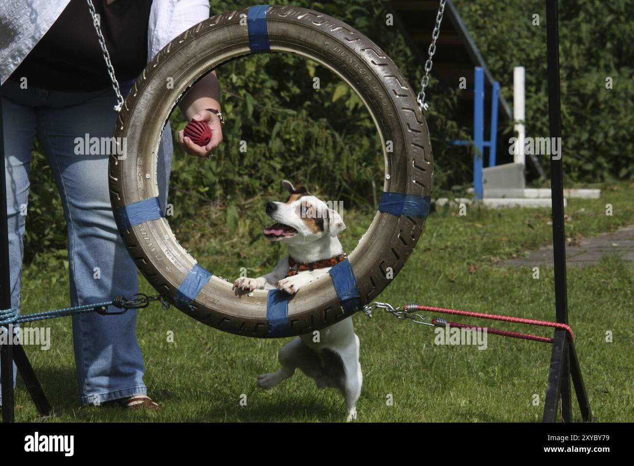 Jack Russell Terrier jumping in a tyre Stock Photo - Alamy