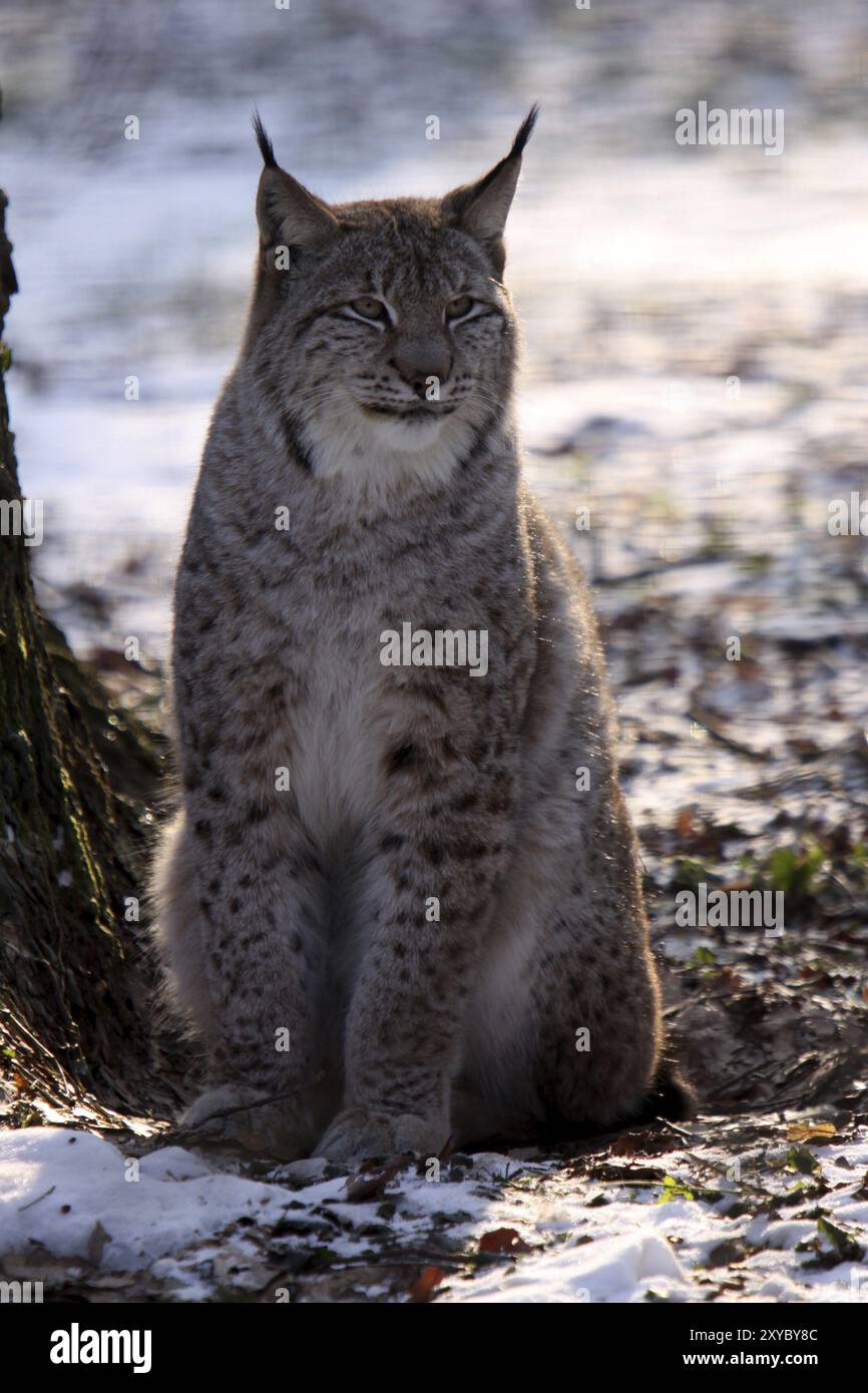 Eurasian lynx attack hi-res stock photography and images - Alamy