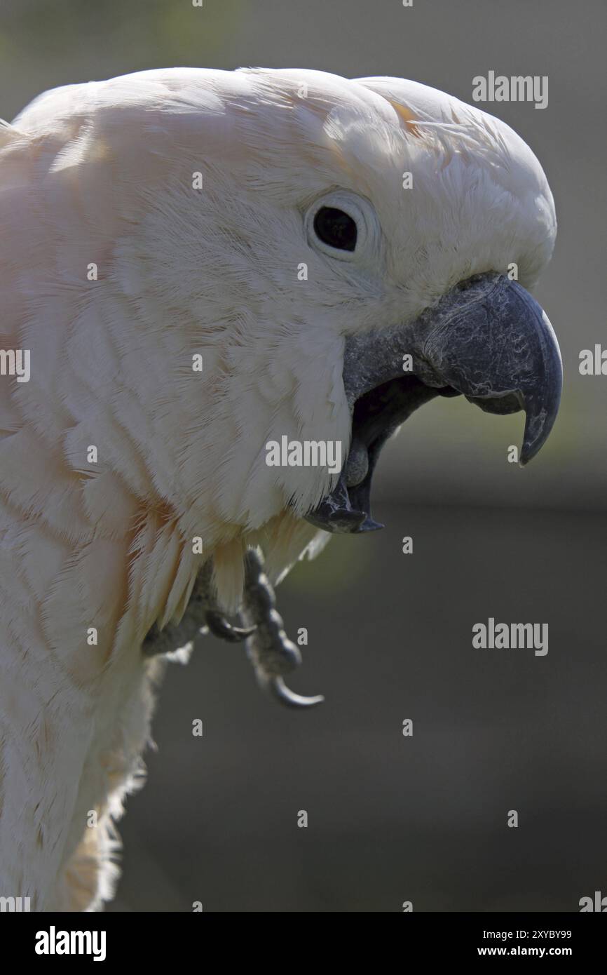 Moluccan parrots hi-res stock photography and images - Alamy