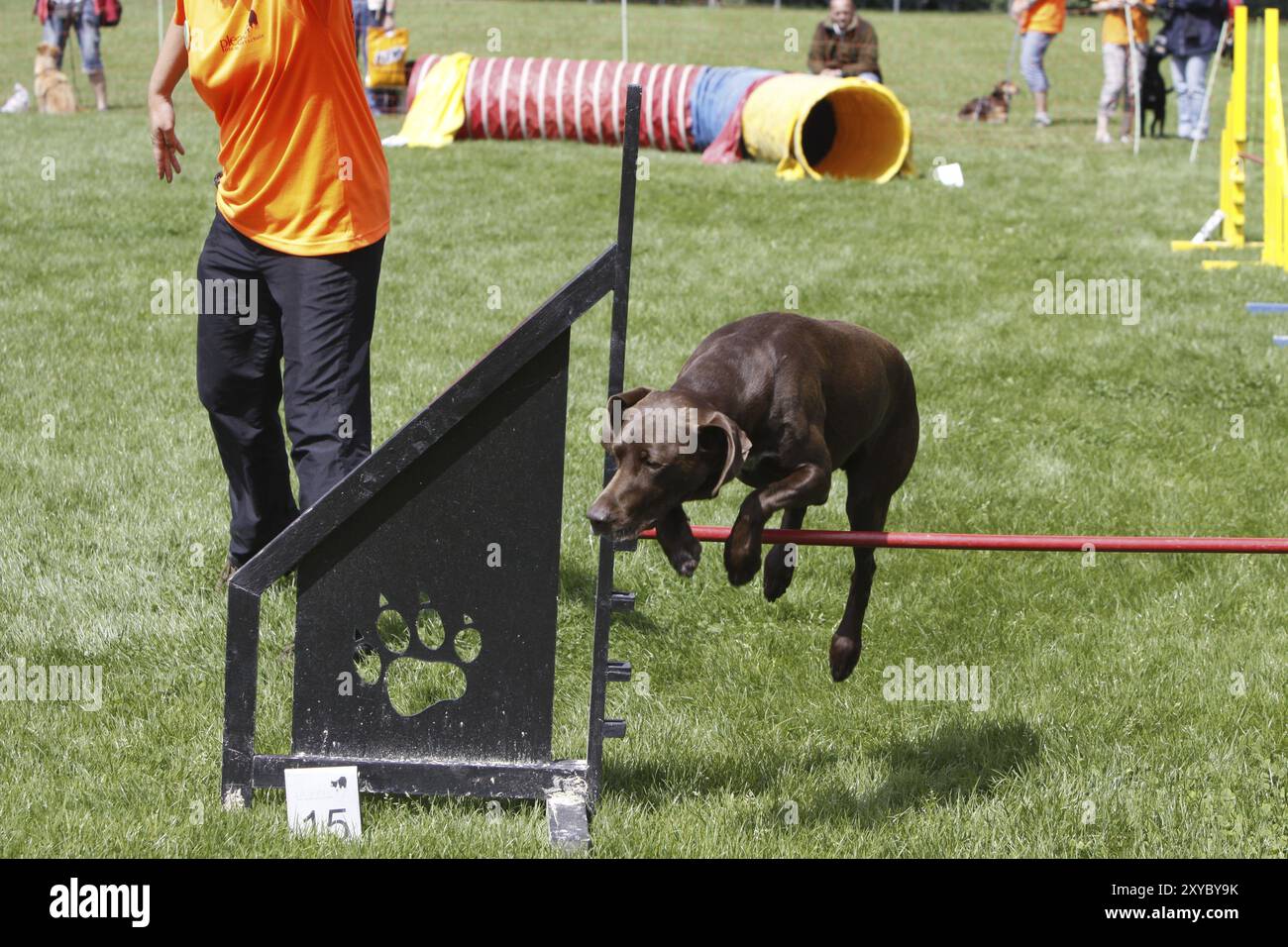 Dog at agility Stock Photo - Alamy