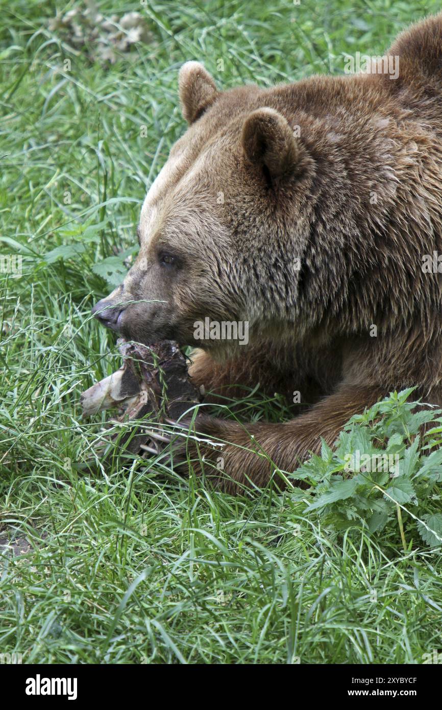 Eating brown bear Stock Photo - Alamy