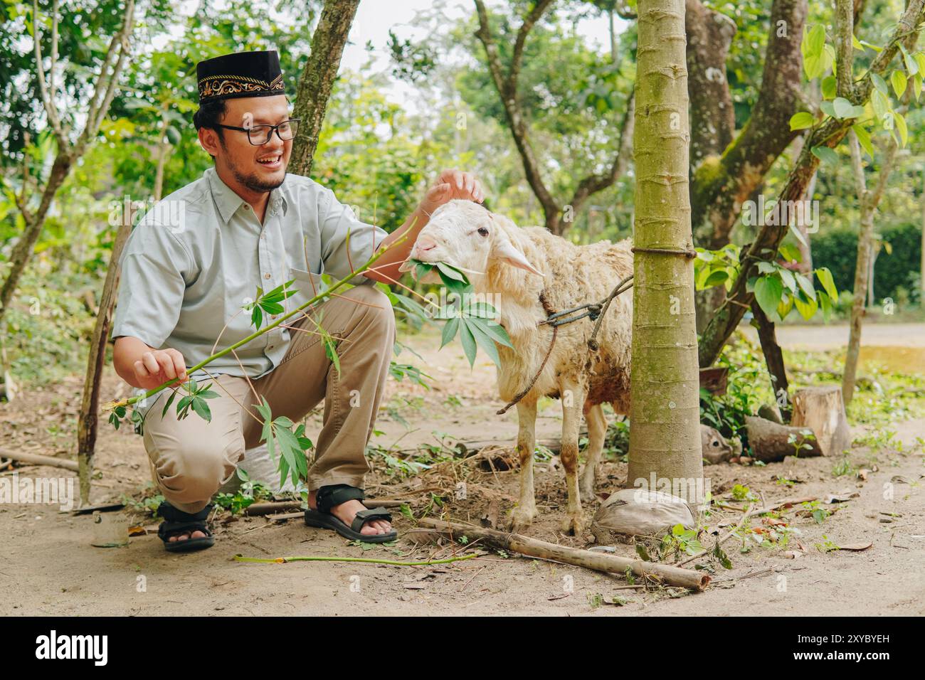 Happy young Asian Muslim man giving out grass to feed the goats in ...