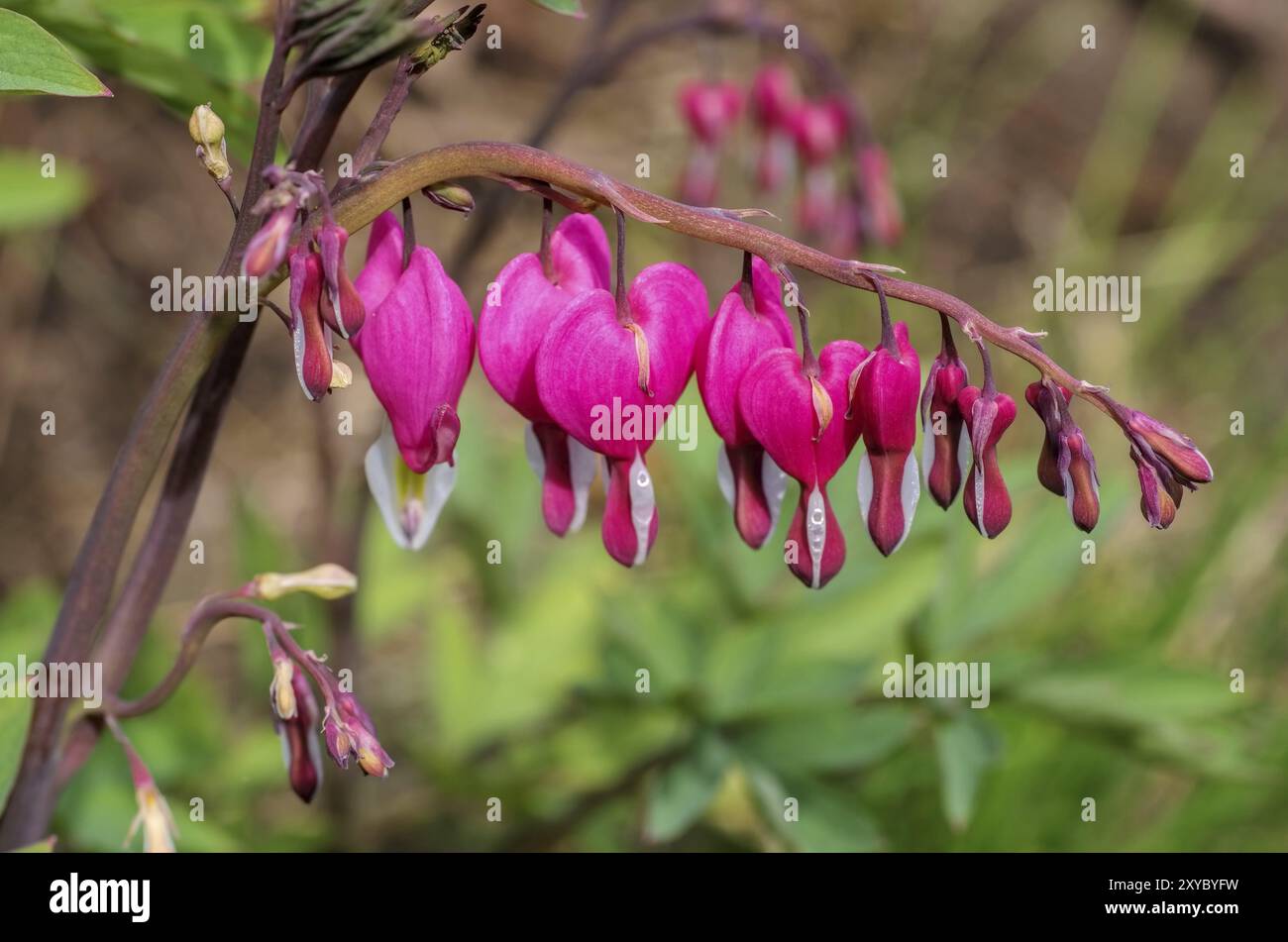 Weeping hearts flower hi-res stock photography and images - Alamy