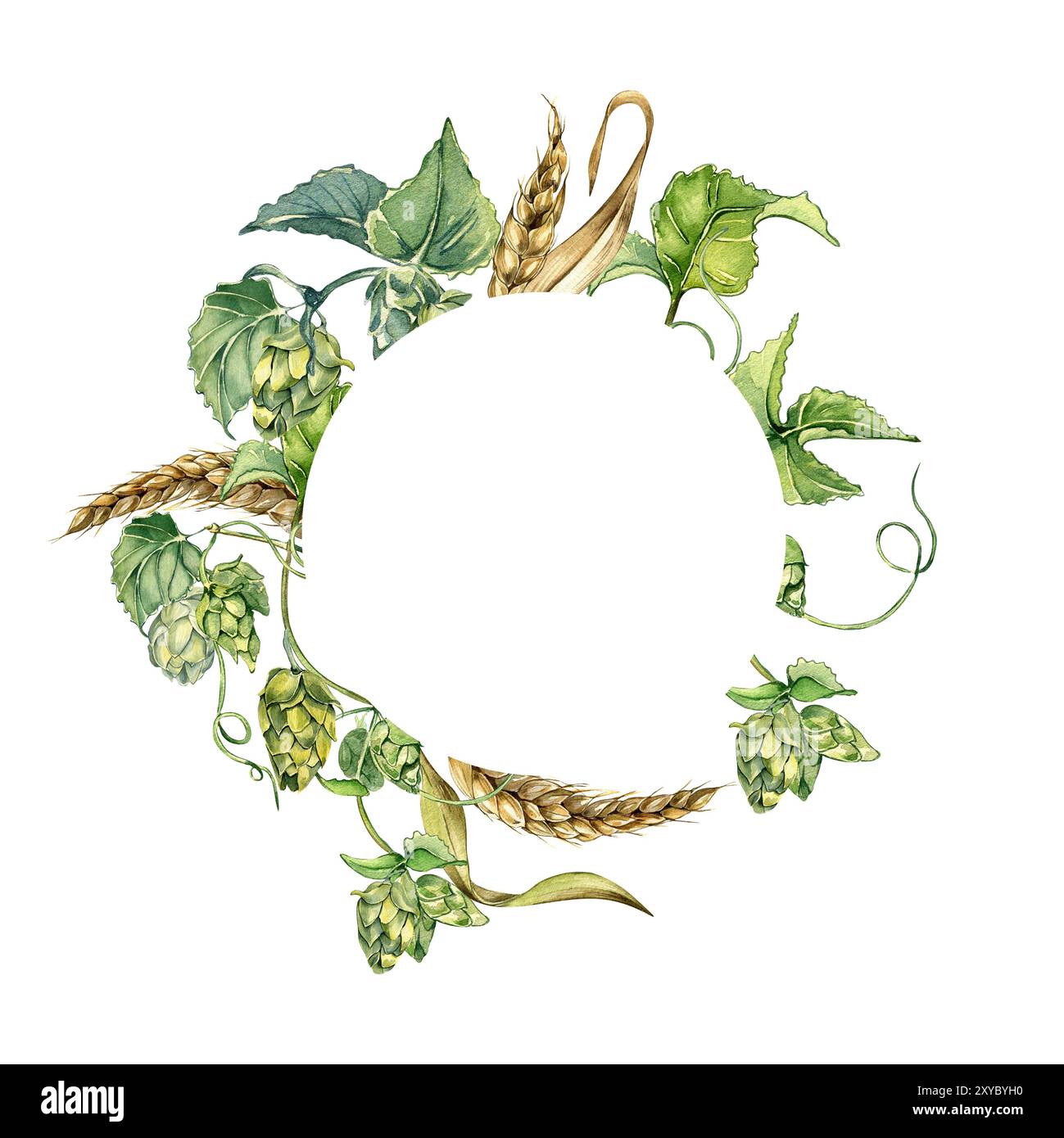 Hop cones, leaves and wheat ear in circle frame by watercolor isolated ...