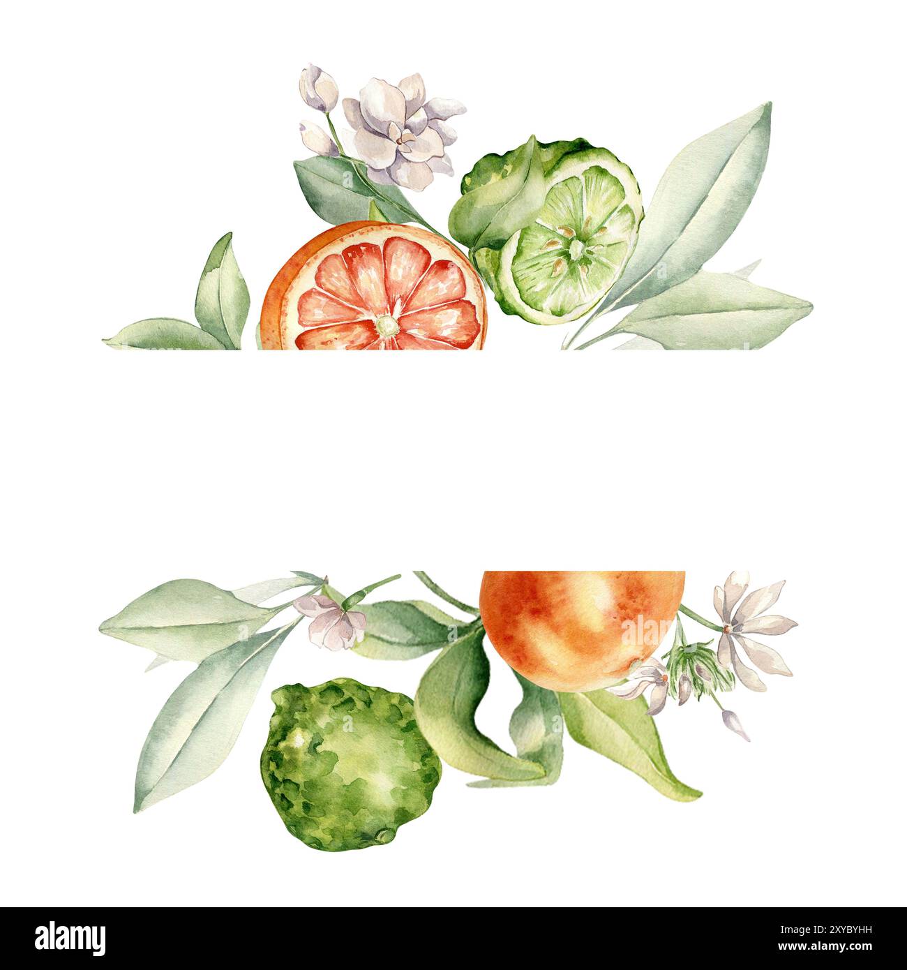 Half bergamot and orange fruits watercolor illustration isolated. Whole citrus and jasmine in ...