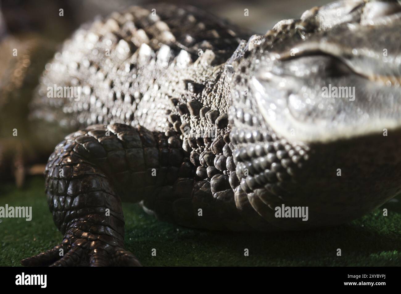 Wildlife animal reptile wild crocodile mouth teeth Stock Photo - Alamy