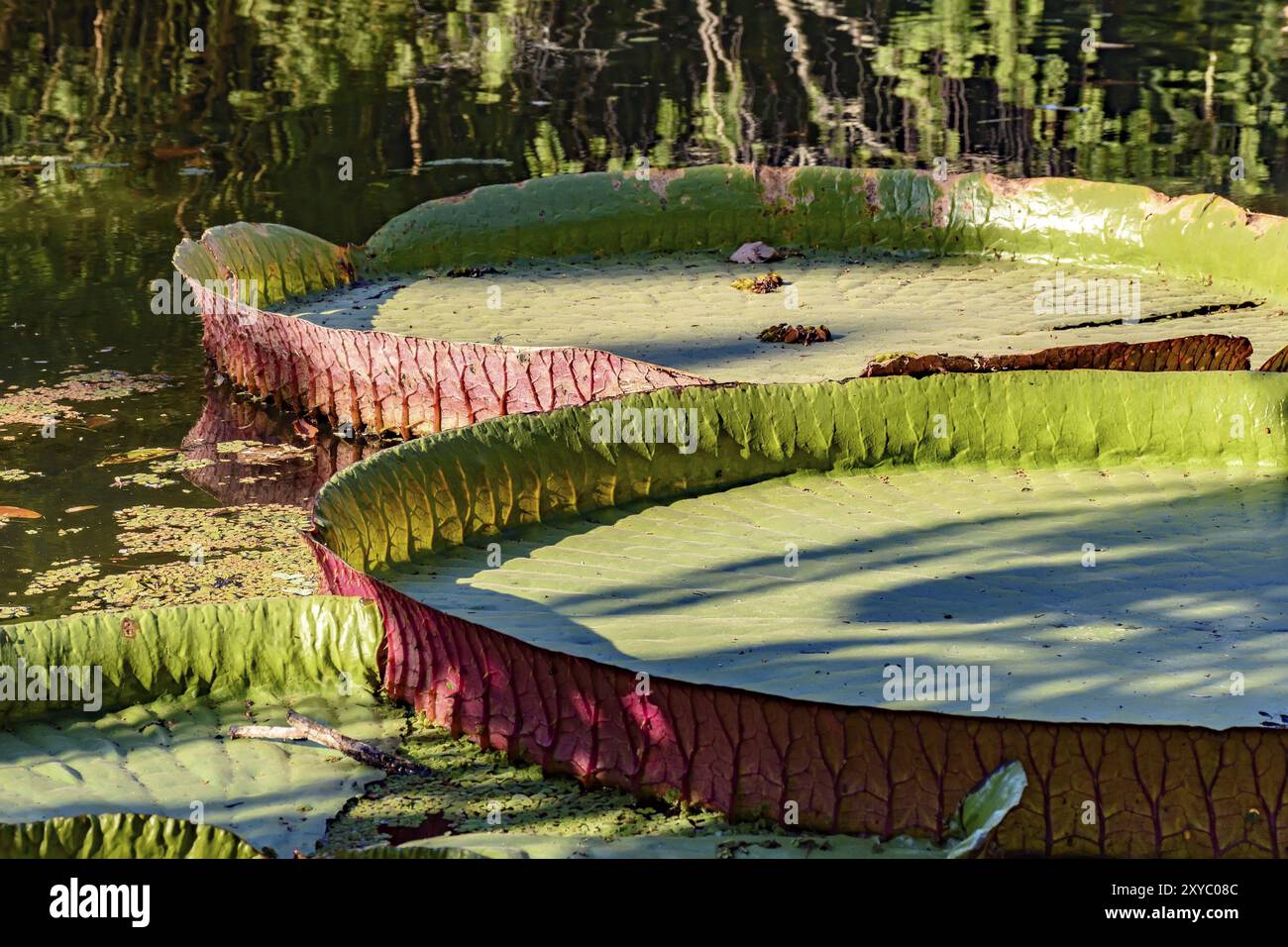 Victoria regia, aquatic plant typical of the Amazon region, floating on ...