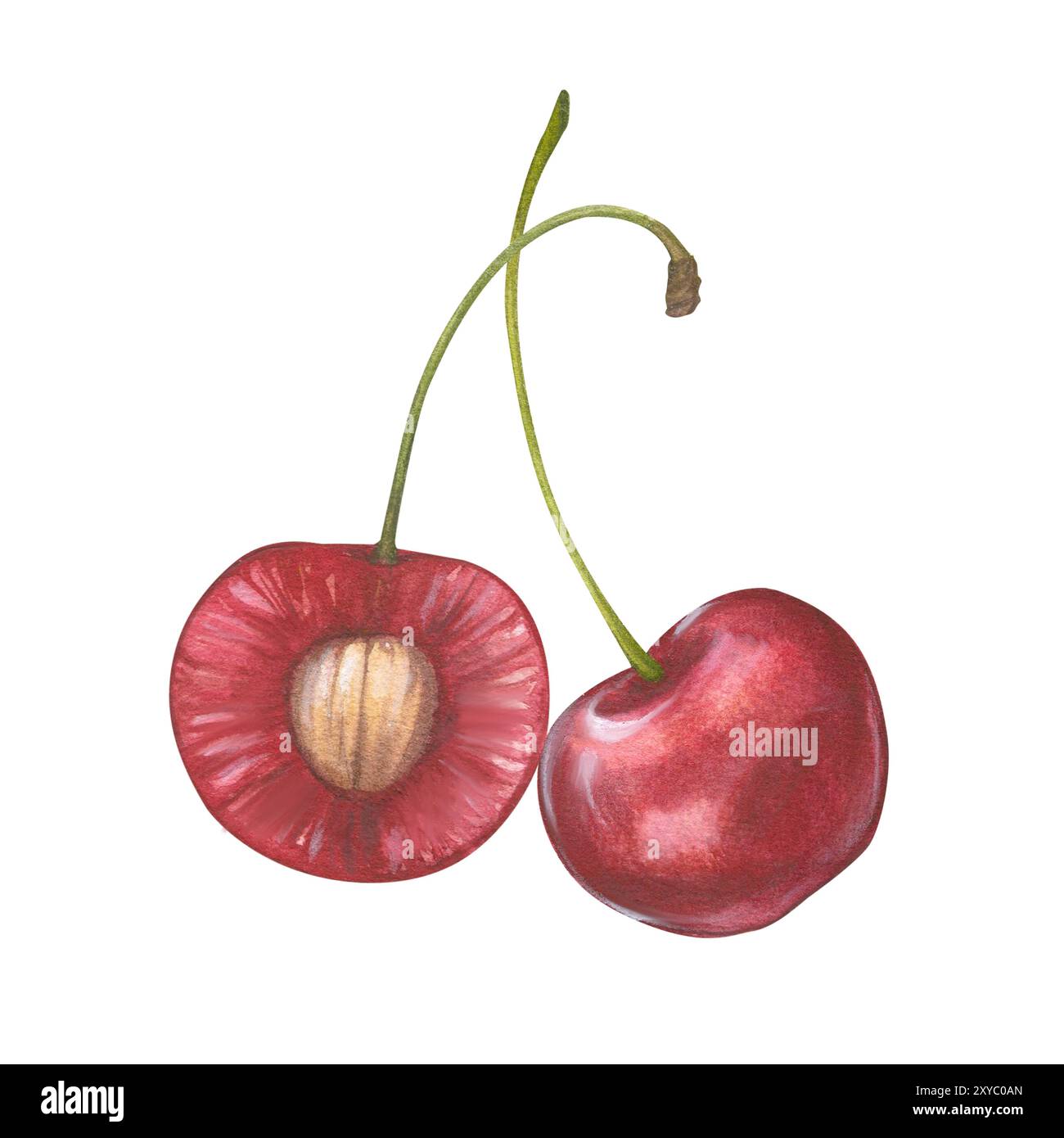 Watercolor illustration of a cut cherry with pit or sweet cherry on a ...