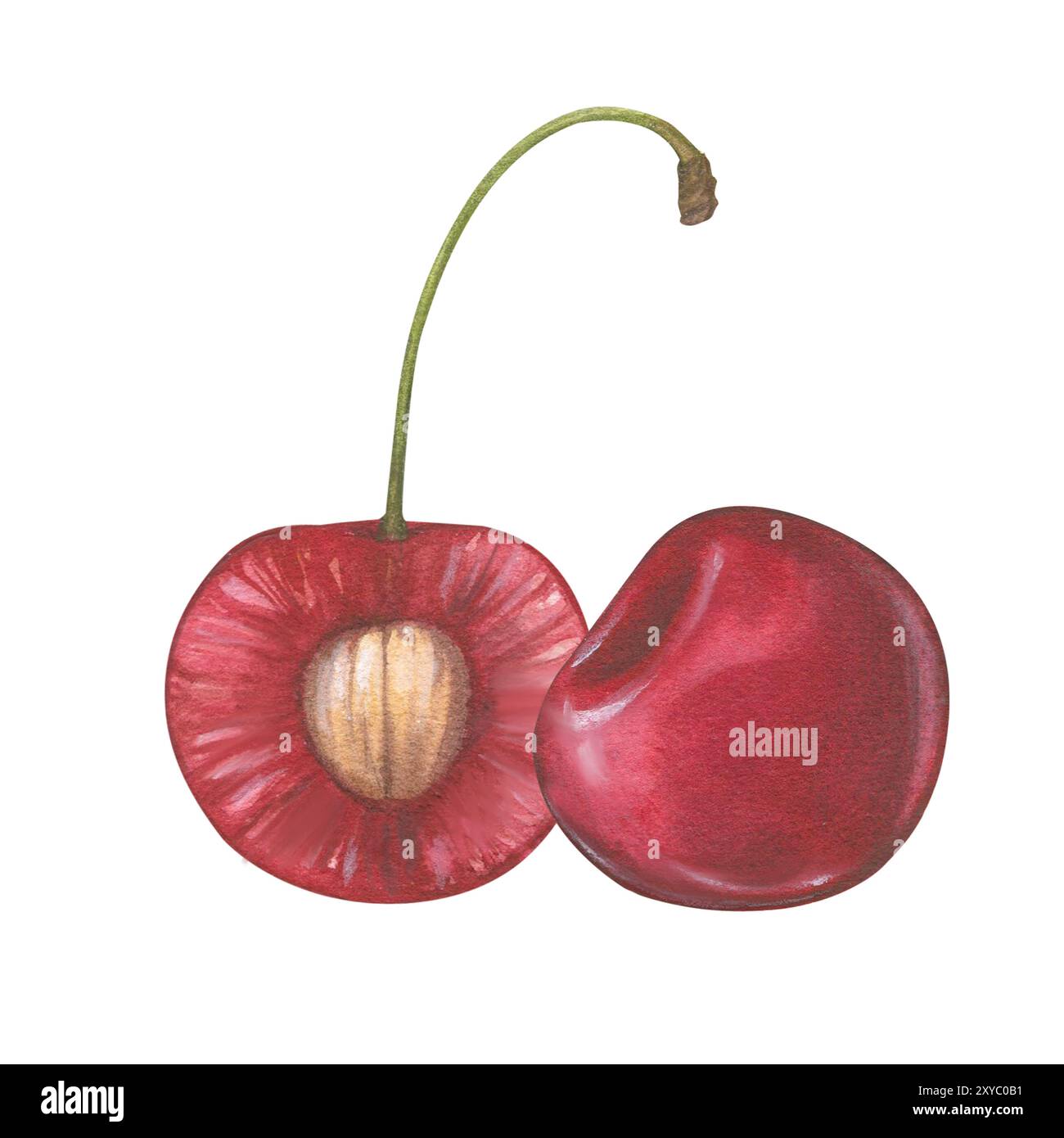 Watercolor illustration of a cut cherry with pit or sweet cherry on a ...