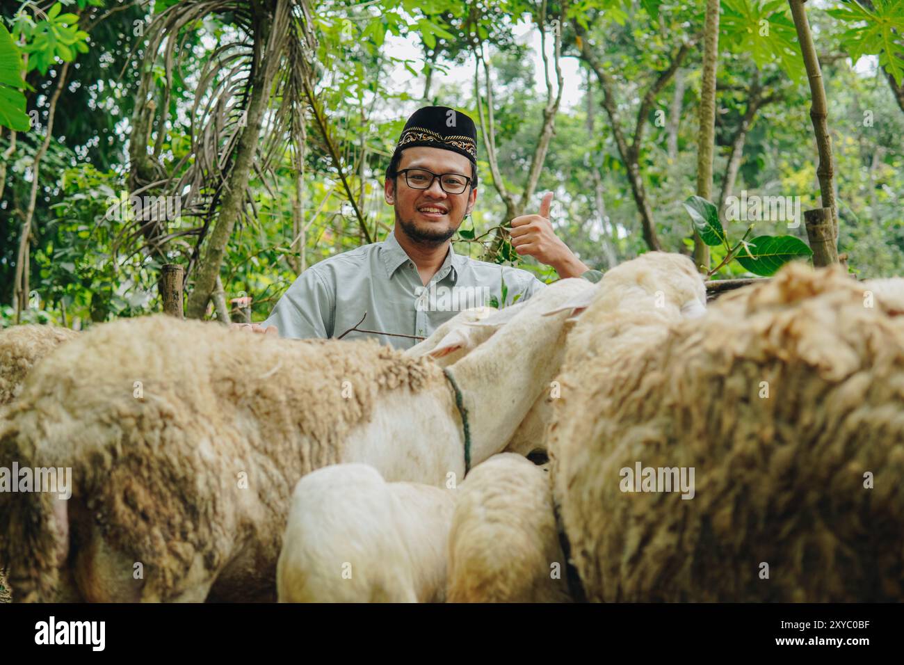 Smiling Asian Muslim man giving thumbs up gesture with livestock goats ...