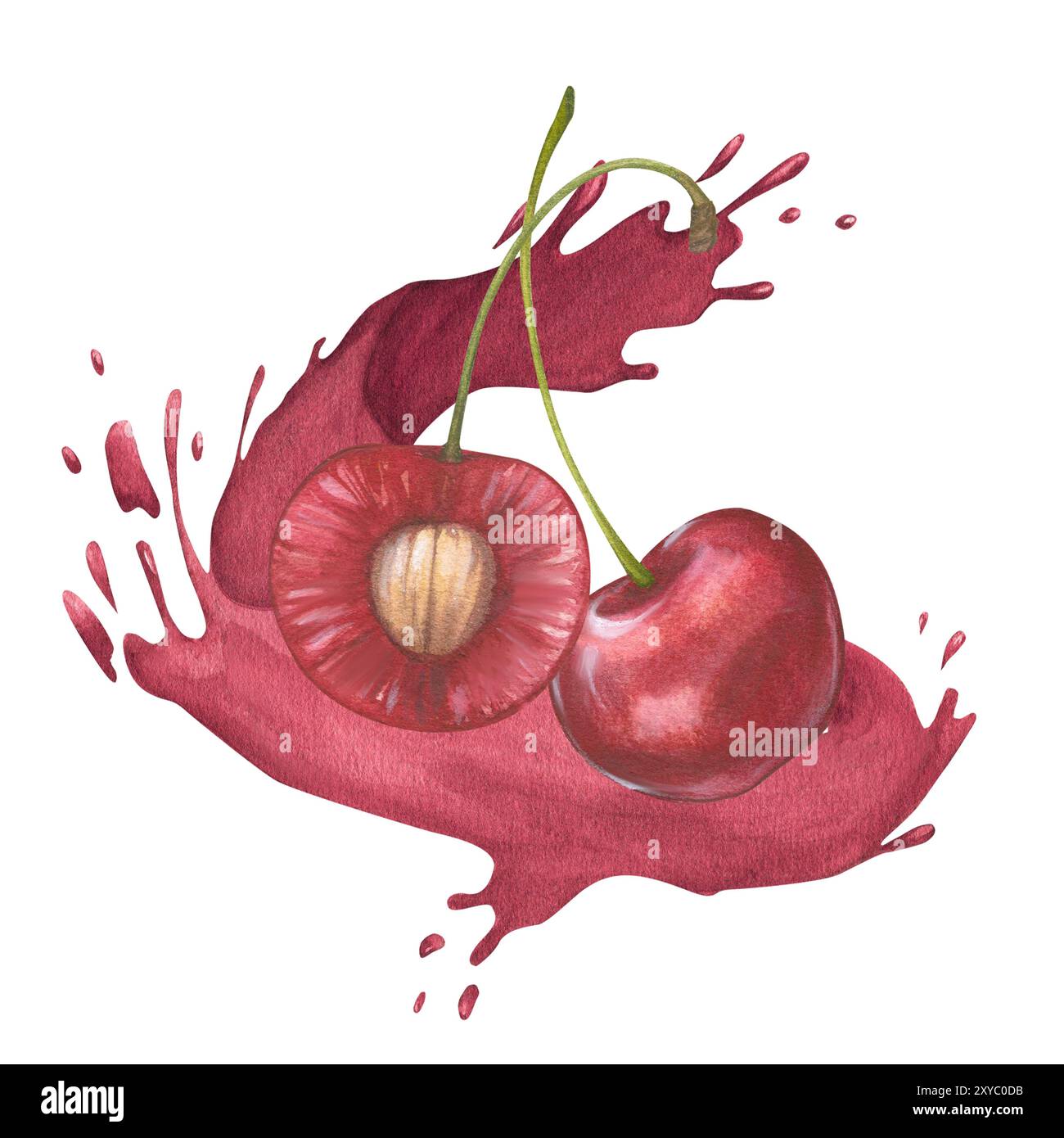 Watercolor illustration of a cut cherry with pit or sweet cherry on a ...