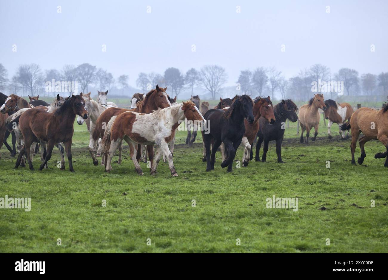 Herd horses ponies in country hi-res stock photography and images - Alamy