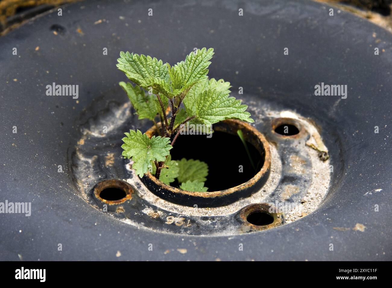 The shoot of a stinging nettle on a wheel rim in a scrapyard Stock ...