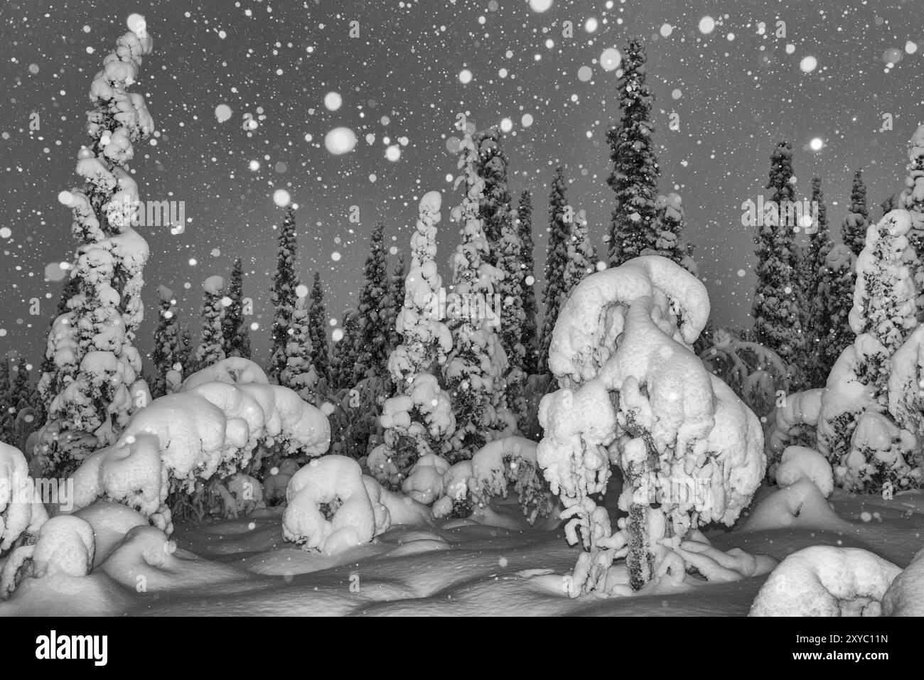 Snowfall in a snow-covered landscape, Muddus National Park, Laponia ...