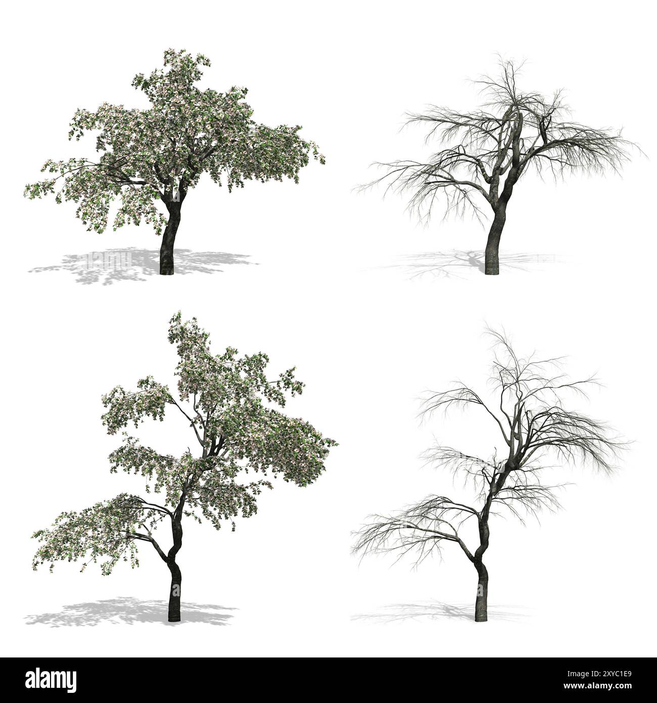 Cherry trees, isolated on white background Stock Photo - Alamy