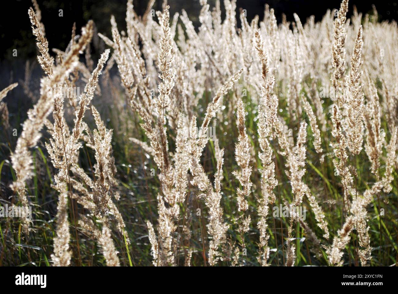 Swamp grass in hi-res stock photography and images - Alamy