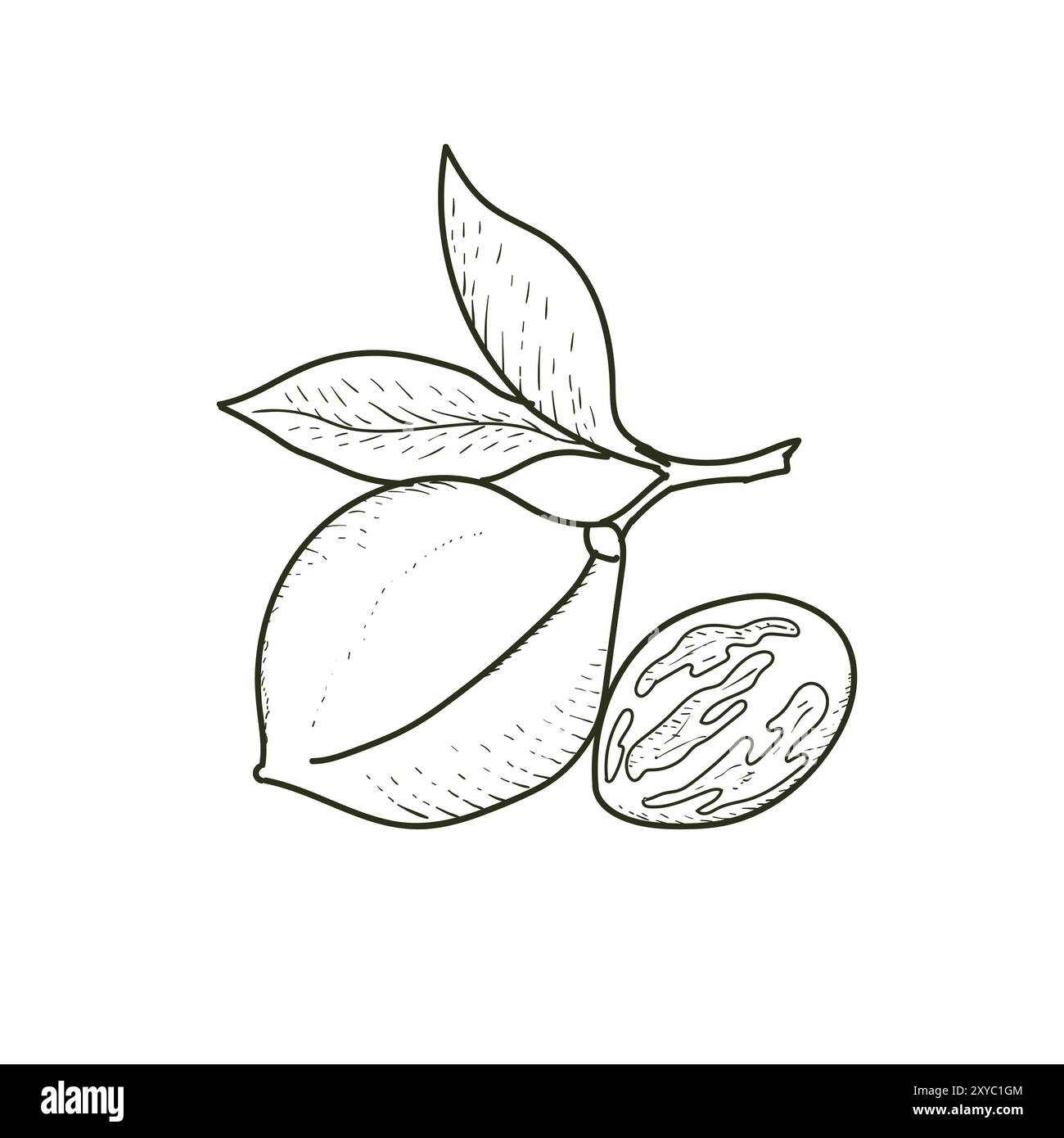 Tree of nutmeg Stock Vector Images - Alamy